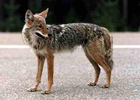 coyote